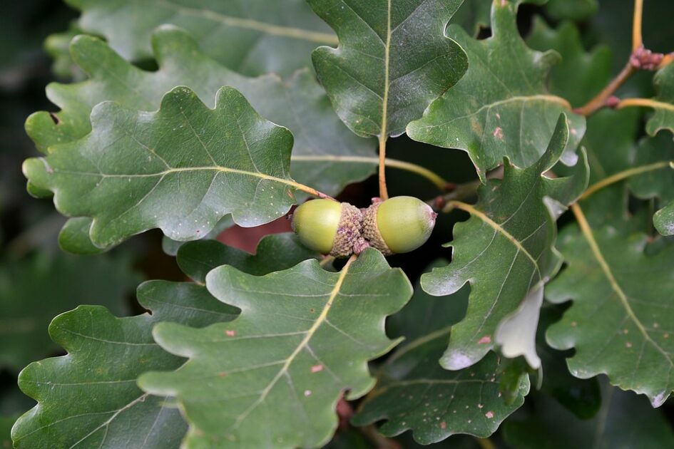 Chêne sessile - Quercus petraea - PNR des Boucles de la Seine Normande
